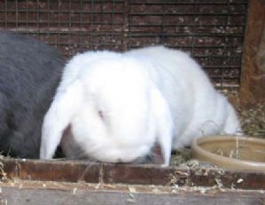Reserved: - Two Giant French lops looking for home | Rabbits United