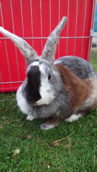 Harlequin Dutch Rabbits