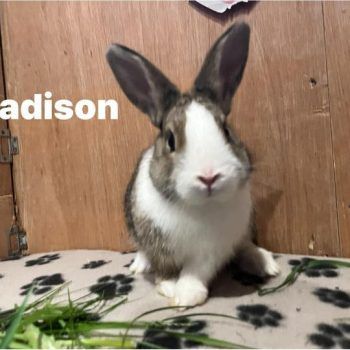 Madison , Medium Rabbit, Available for Adoption in Yorkshire - Rabbit ...