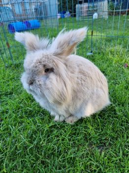 BORIS, Lionhead Rabbit, Available for Adoption in Essex - Rabbit Rehome