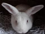 Long termers on RR in need of a home. | Rabbits United