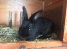 Rabbit Rehome - Adopt an unwanted bunny from a rescue centre