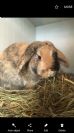 Rabbit Rehome - Adopt an unwanted bunny from a rescue centre