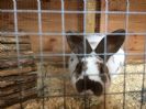 Rabbit Rehome - Adopt an unwanted bunny from a rescue centre