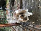 Rabbit Rehome - Adopt an unwanted bunny from a rescue centre