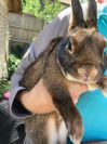 Rabbit Rehome - Adopt an unwanted bunny from a rescue centre