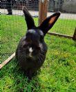 Rabbit Rehome - Adopt an unwanted bunny from a rescue centre