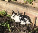 Rabbit Rehome - Adopt an unwanted bunny from a rescue centre