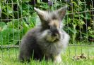 Rabbit Rehome - Adopt an unwanted bunny from a rescue centre