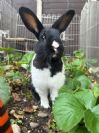 Rabbit Rehome - Adopt a unwanted bunny from a rescue centre