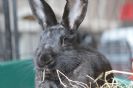 Rabbit Rehome - Adopt an unwanted bunny from a rescue centre